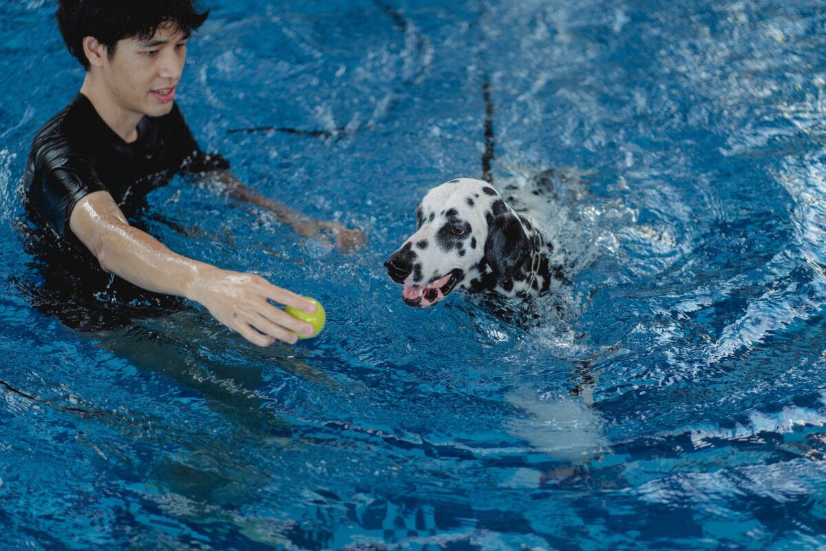 Can Dogs Swim in a Nexus Pools Fibreglass Pool? - Nexus Pools Australia