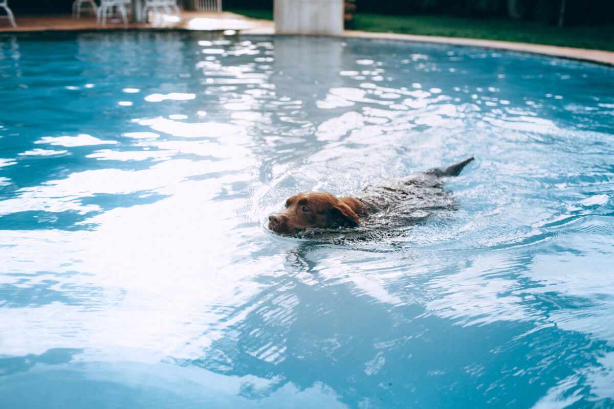 Can Dogs Swim in a Nexus Pools Fibreglass Pool? - Nexus Pools Australia